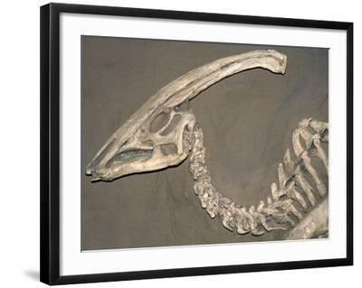 'Parasaurolophus Dinosaur Fossil' Photographic Print - Kevin Schafer ...
