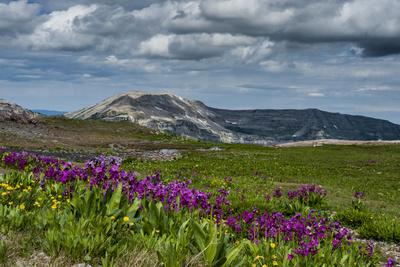 'Parry's Primrose, Primuli Parryi, Alaska Basin Wilderness, Idaho ...