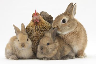'Partridge Pekin Bantam with Sandy Netherland Dwarf-Cross Rabbit, and ...