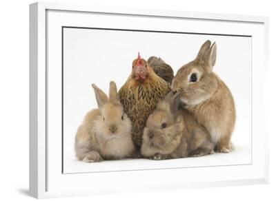 'Partridge Pekin Bantam with Sandy Netherland Dwarf-Cross Rabbit, and ...