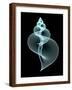 'Snail Shell, Artwork' Photographic Print - PASIEKA | AllPosters.com