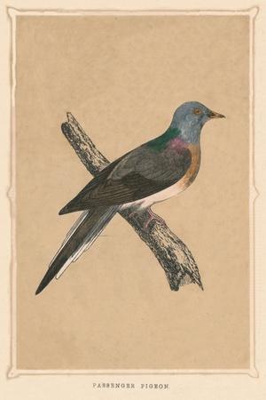 ''Passenger Pigeon', (Ectopistes migratorius), extinct species, c1850 ...