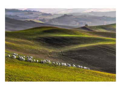 'Pastoral' Posters | AllPosters.com