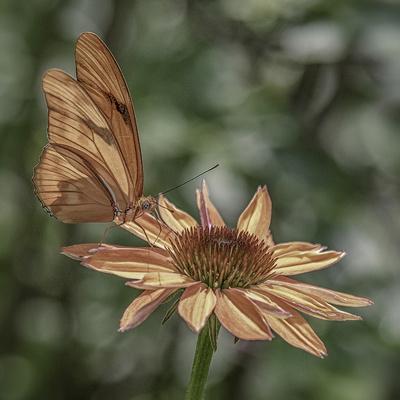 'Breath Of Sympathy' Prints - Pat DeLuca | AllPosters.com