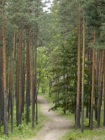 'Path Through Pine Forest, Near Riga, Latvia, Baltic States, Europe ...