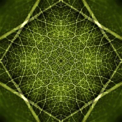 'Patterns of Life, 2016, (digital image)' Photographic Print ...