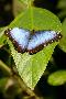 'Blue Morpho Butterfly, Costa Rica' Photographic Print - Paul Souders ...