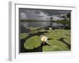 'Water Lilies (Nymphaea Lotus) Along Kwando River During Rainy Season ...