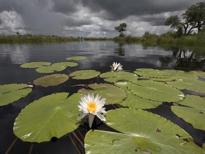 'Water Lilies (Nymphaea Lotus) Along Kwando River During Rainy Season ...