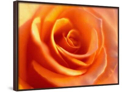 'Peach Rose' Photographic Print - David Papazian | AllPosters.com