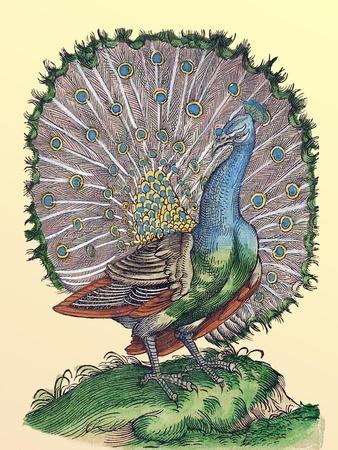 'Peacock, Historiae Animalium, 16th Century' Prints | AllPosters.com