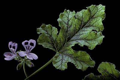 'Pelargonium Quercifolium 'Royal Oak' (Oakleaf Geranium)' Photographic ...