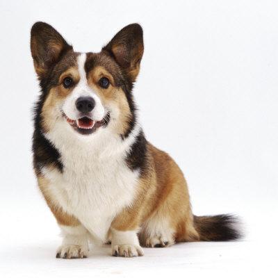 'Pembrokeshire Welsh Corgi Undocked Dog, 9 Months Old, Sitting ...