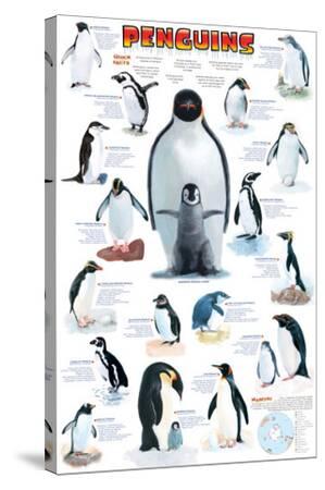 'Penguins Chart' Stretched Canvas Print | AllPosters.com