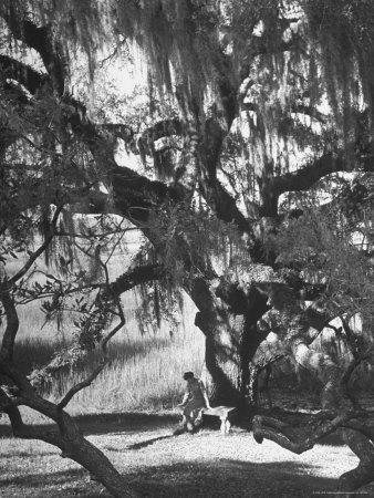 'Pensive Portrait of Writer Josephine Pinckney Sitting Beneath Oak Tree ...