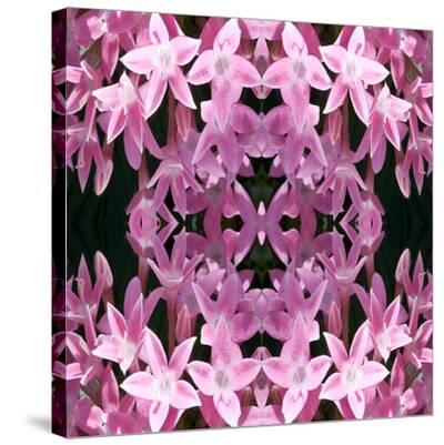 'Pentas2' Stretched Canvas Print - Rose Anne Colavito | AllPosters.com