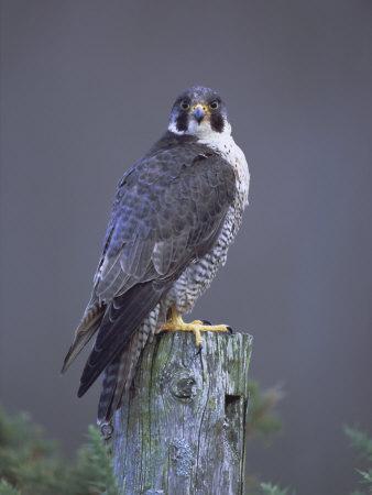 'Peregrine Falcon (Falco Peregrinus), Scotland, UK, Europe ...