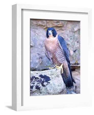 'Peregrine Falcon in Flight, Native to USA' Photographic Print - David ...