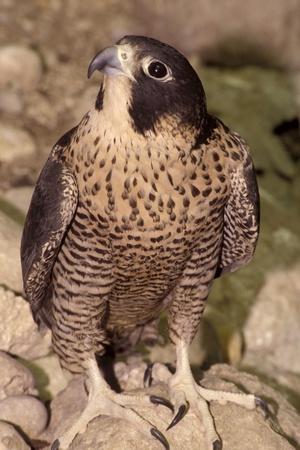 'Peregrine Falcon, Italy' Giclee Print | AllPosters.com