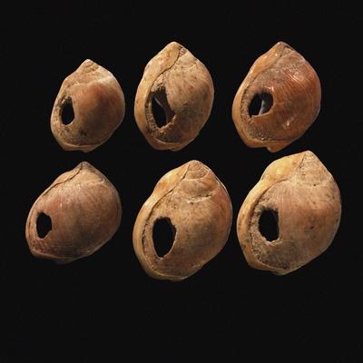 Perforated shell beads from Blombos Cave, South Africa. The oldest ...