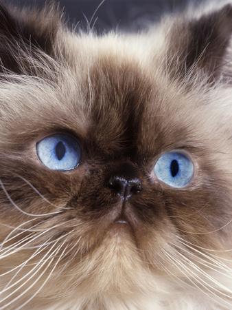 'Persian Chocolate Point Close-Up of Face' Photographic Print ...