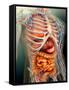 'Perspective View of Human Body, Whole Organs And Bones' Photographic ...
