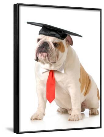 'Pet Graduation - English Bulldog Wearing Graduation Cap And Red Tie ...