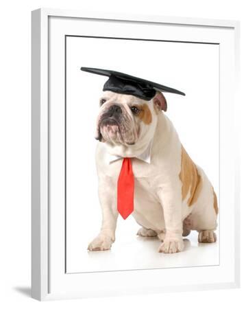 'Pet Graduation - English Bulldog Wearing Graduation Cap And Red Tie ...