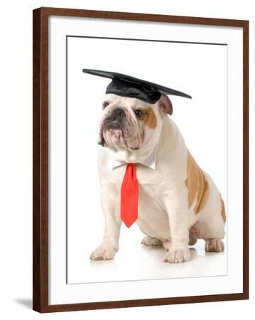 'Pet Graduation - English Bulldog Wearing Graduation Cap And Red Tie ...