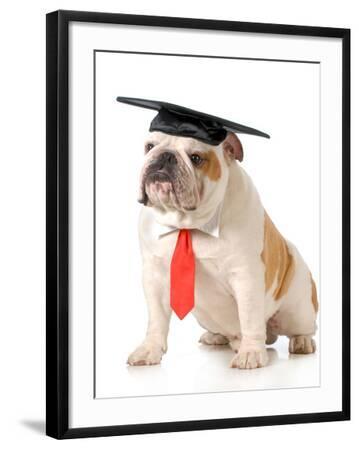 'Pet Graduation - English Bulldog Wearing Graduation Cap And Red Tie ...
