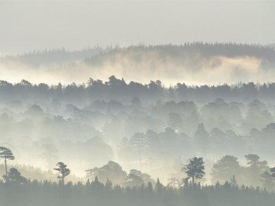'Lone Scots Pine, in Mist on Edge of Lake, Strathspey, Highland ...