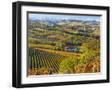 Vineyards, Nr Alba, Langhe, Piedmont (or Piemonte or Piedmonte), Italy ...