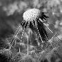 'Close up of Dandelion' Photographic Print - Peter Funnell | AllPosters.com