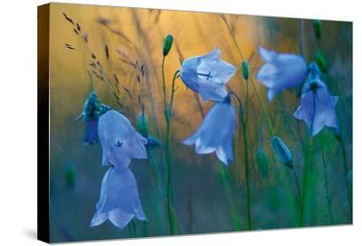 'Twilight Blue' Stretched Canvas Print - Peter Lilja | AllPosters.com