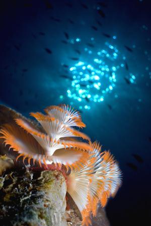 'Coral' Photographic Print - Peter Scoones | AllPosters.com