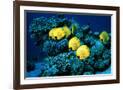'Masked Butterfly Fish' Photographic Print - Peter Scoones | AllPosters.com