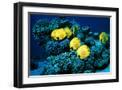 'Masked Butterfly Fish' Photographic Print - Peter Scoones | AllPosters.com