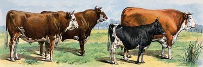 'Pets, Cows, Breed of Breeding. Lithograph of 19Th Century Illustration ...