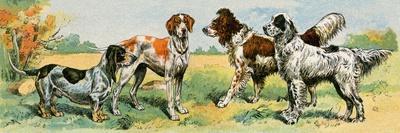 'Pets, Hunting Dog Breeds. Lithograph from 19Th Century Illustration ...