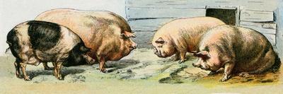 Pets, Pigs Breeds. Lithography Based on 19Th Century Illustration ...