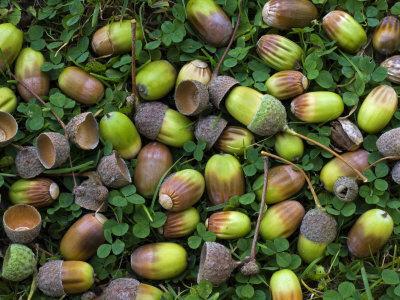 'English Oak Tree Acorns on Forest Floor, Belgium' Photographic Print ...
