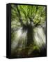 'Ponthus Beech Tree 2' Photographic Print - Philippe Manguin ...
