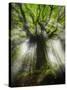 Ponthus Beech Tree 2 Photographic Print - Philippe Manguin | AllPosters.com