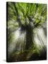 Ponthus Beech Tree 2 Photographic Print - Philippe Manguin | AllPosters.com