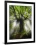 Ponthus Beech Tree 2 Photographic Print - Philippe Manguin | AllPosters.com