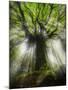 Ponthus Beech Tree 2 Photographic Print - Philippe Manguin | AllPosters.com