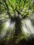 'Ponthus Beech Tree 2' Photographic Print - Philippe Manguin ...