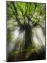 Ponthus Beech Tree 2 Photographic Print - Philippe Manguin | AllPosters.com