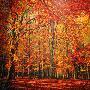 'Red November' Photographic Print - Philippe Sainte-Laudy | AllPosters.com