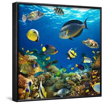 'Photo of a Tropical Fish on a Coral Reef' Photographic Print - Irochka ...